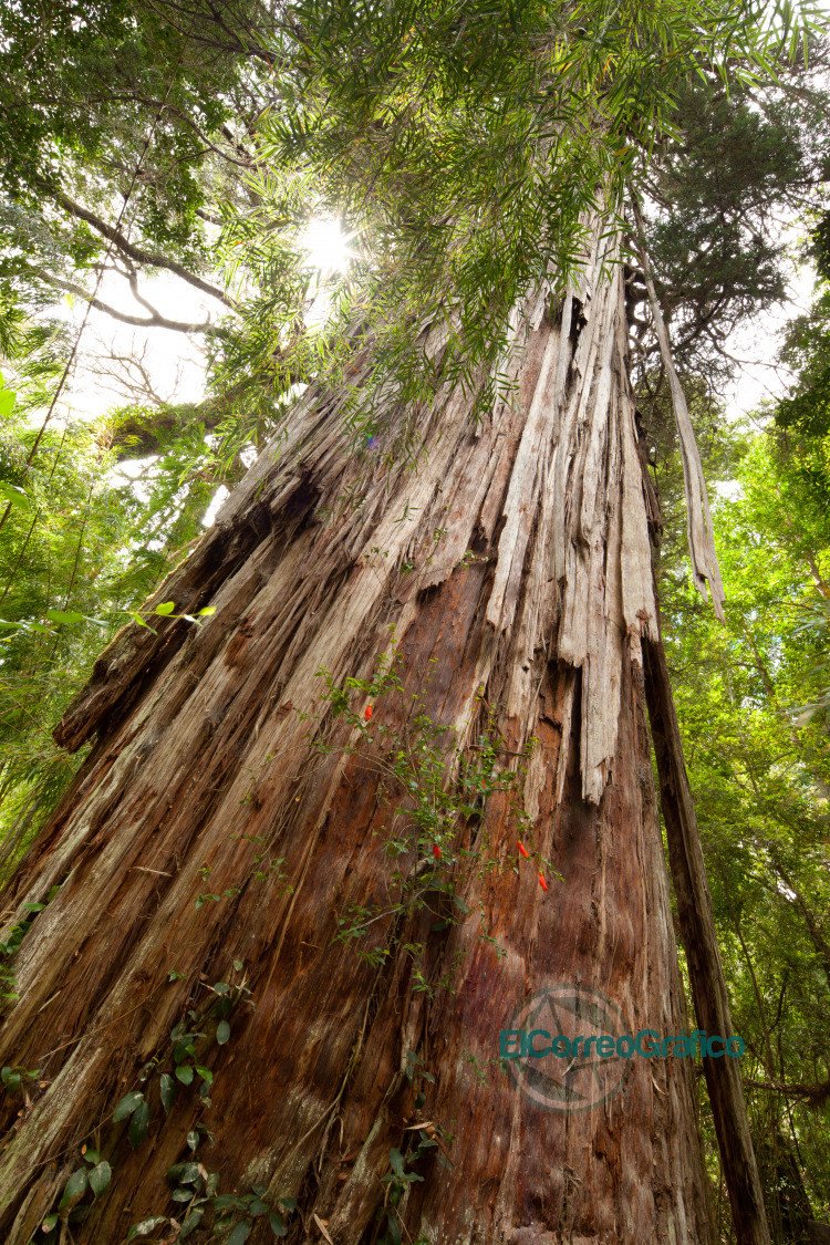 Los Alerces: Un paraíso natural reconocido hace tres como Patrimonio ...